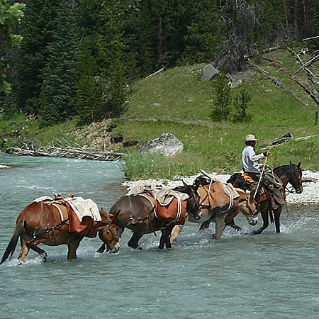 Pack Horse